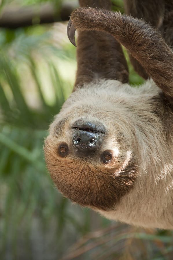 Young 3 Toed Sloth in Its Natural Habitat. Amazon River, Peru Stock ...