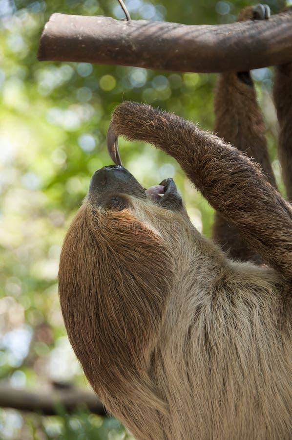 Two-toed sloth. stock photo. Image of rainforest, forest - 36521366