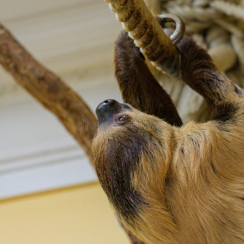 A Two Toed Sloth Climbing on a Rope Stock Image - Image of ...