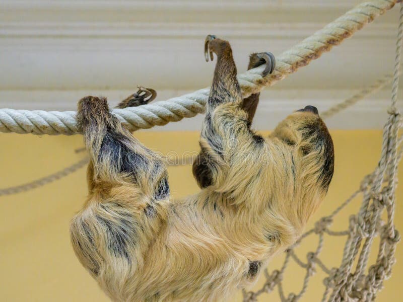 A Two Toed Sloth Climbing on a Rope Stock Image - Image of mammalia ...