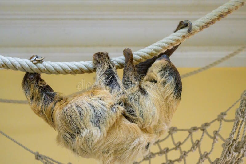 A Two Toed Sloth Climbing on a Rope Stock Photo - Image of sloth ...