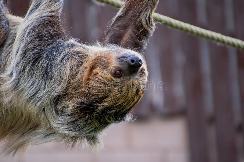 Two Toed Sloth Crawling Stock Photos - Free & Royalty-Free Stock Photos ...
