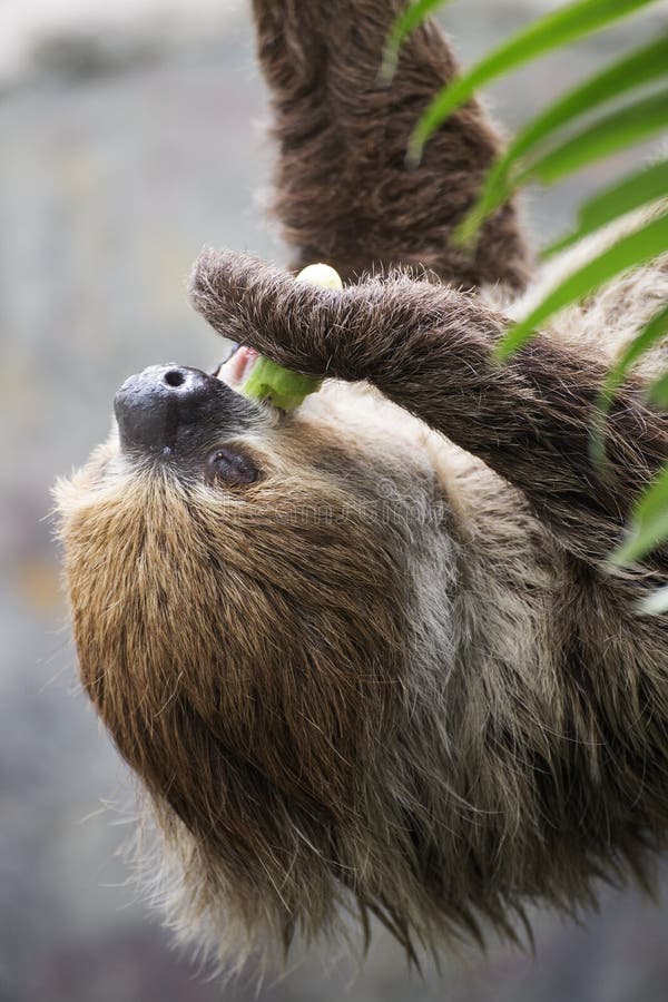 Two-toed Sloth Eating Cucumber Stock Photo - Image of hoffmanni, rain ...