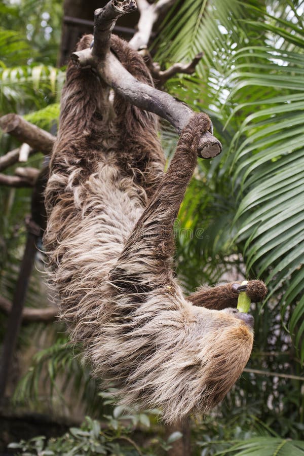 Young Hoffmann S Two-toed Sloth Eating Cucumber Stock Image - Image of ...