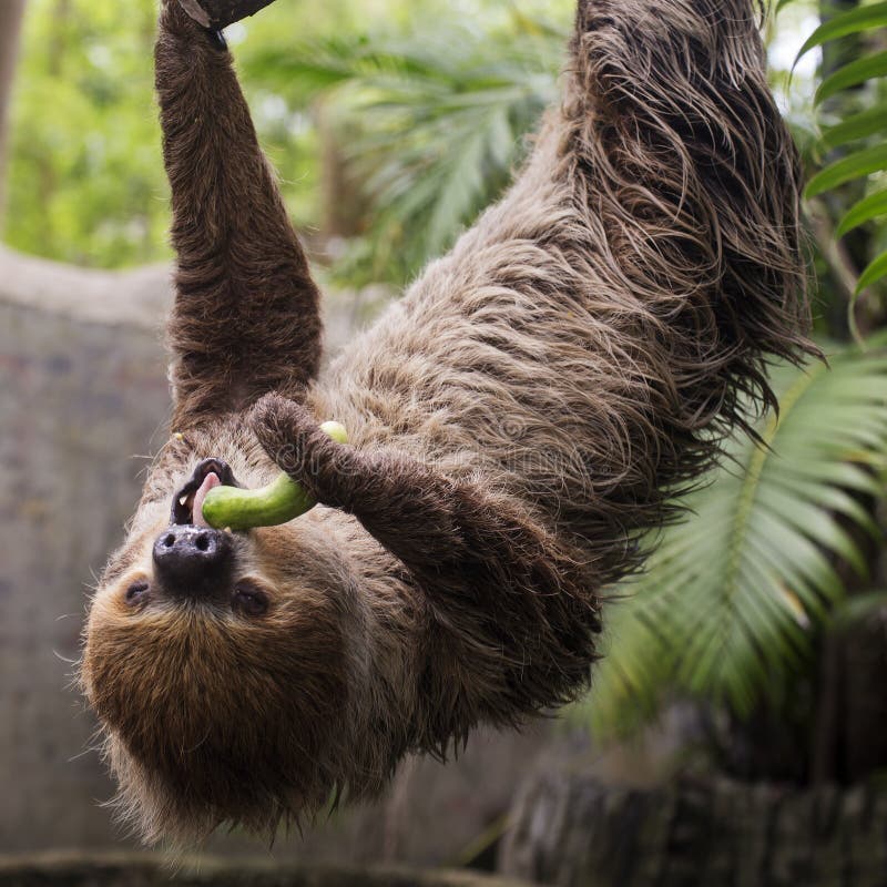 Young Hoffmann S Two-toed Sloth Eating Cucumber Stock Image - Image of ...