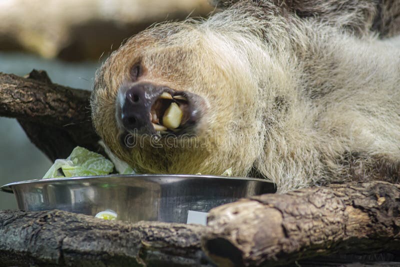 Two Toed Sloth Eating Fruit Stock Image - Image of exotic, mammal ...