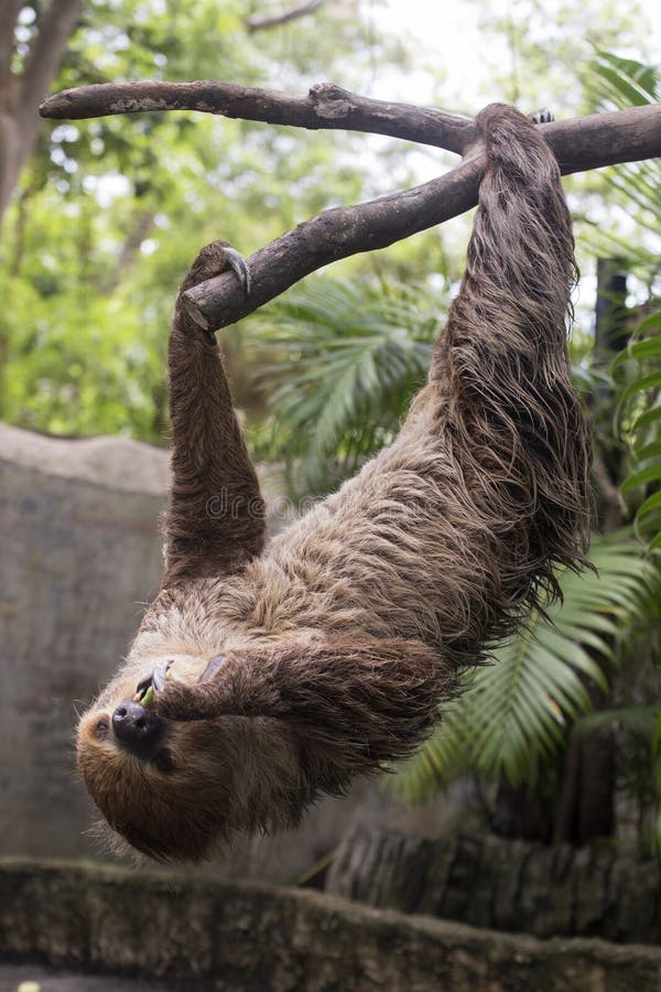 Young Hoffmann S Two-toed Sloth Eating Cucumber Stock Image - Image of ...