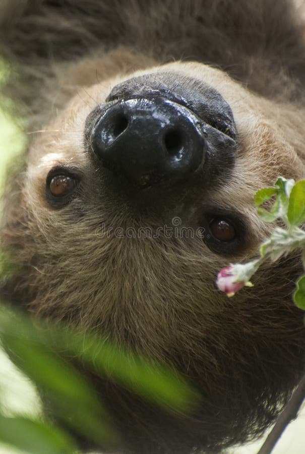 Two - toed Sloth stock image. Image of nostrils, face - 40002951