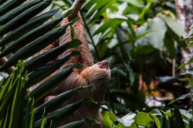 Two-Toed Sloth Hanging Around Stock Image - Image of sloth, tropics ...