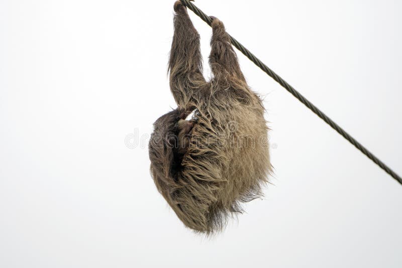 Two Toed Sloth Hanging and Sleeping on a Power Line Stock Image - Image ...