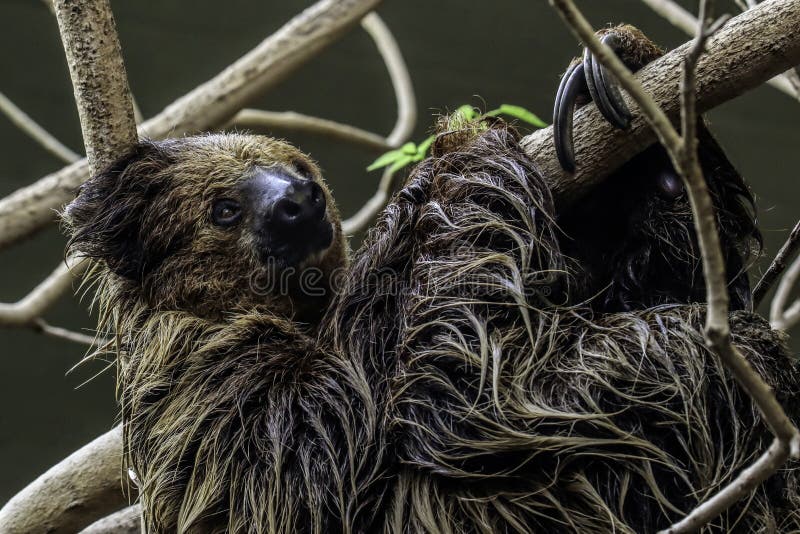 Sloth stock image. Image of hold, arboreal, slow, brown - 97248373