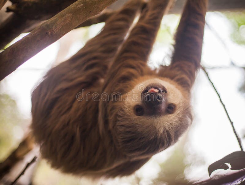 Two-toed Sloth Hanging from a Tree Stock Image - Image of feeding ...