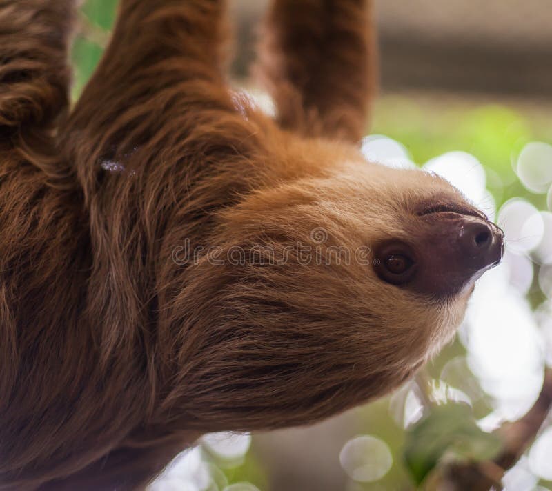 Two-toed Sloth Hanging from a Tree Stock Photo - Image of conservation ...