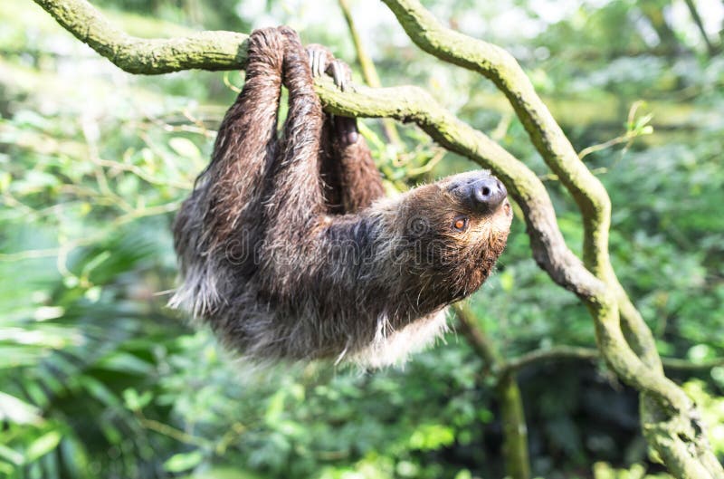 Two Toed Sloth Stock Photo - Image: 33406870