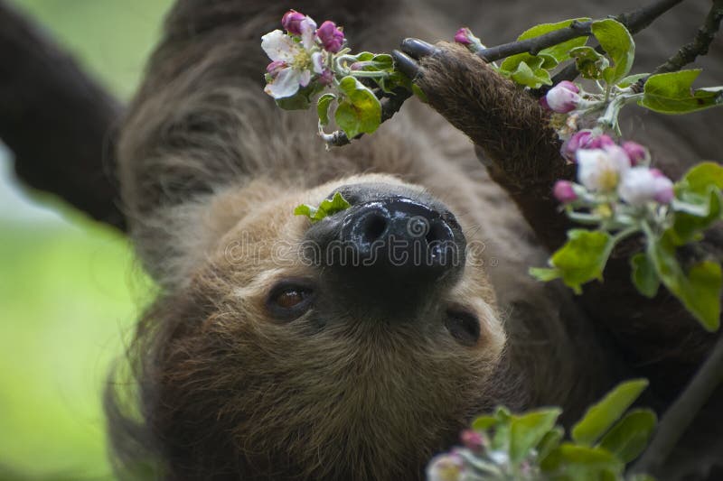 Two - toed Sloth stock photo. Image of crazy, funny, choloepus - 40012298