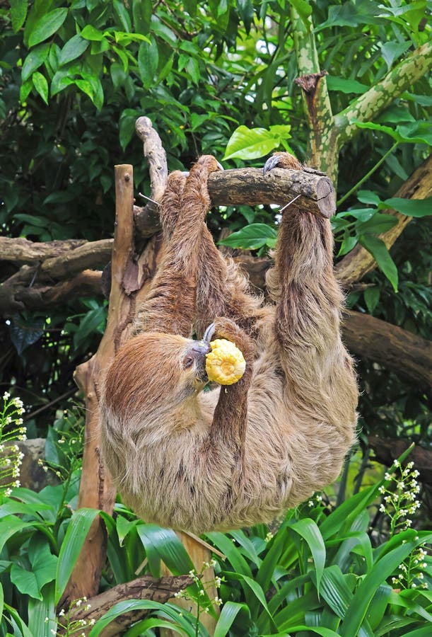 Two-toed Sloth Hanging from the Tree Branch Eating Corn Stock Photo ...
