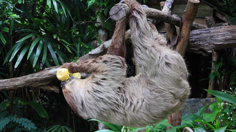 Two-toed Sloth Hanging Upside Down from the Tree Branch Enjoy Eating ...