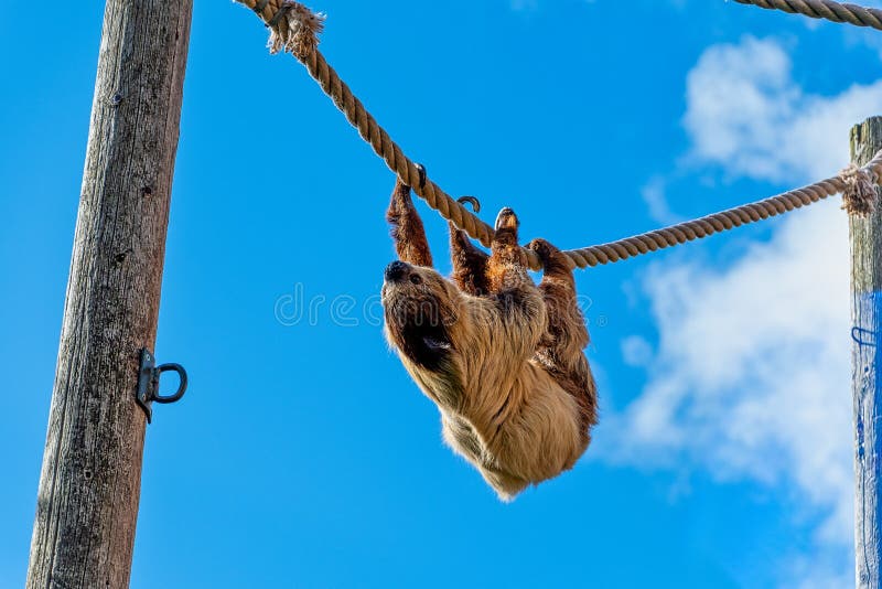 Two-toed Sloth Hanging From A Tree Stock Image - Image of mammal ...