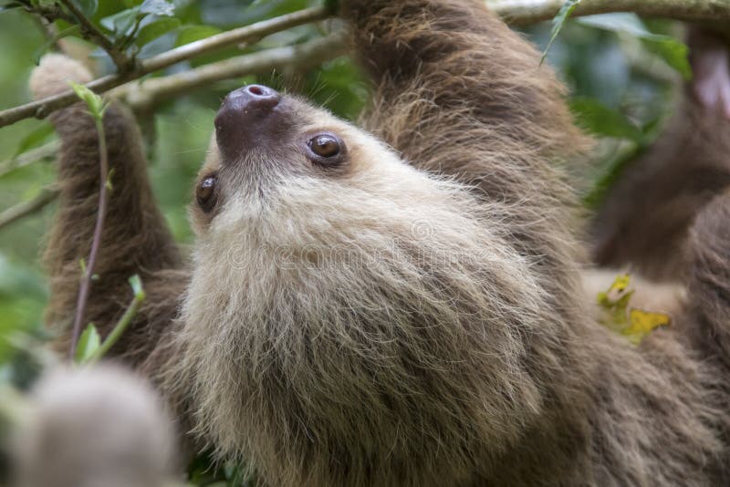 Two-toed sloth stock photo. Image of talamanka, baby - 81436156