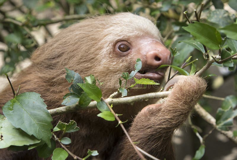 Two-toed sloth stock image. Image of rainforest, toed - 25419161