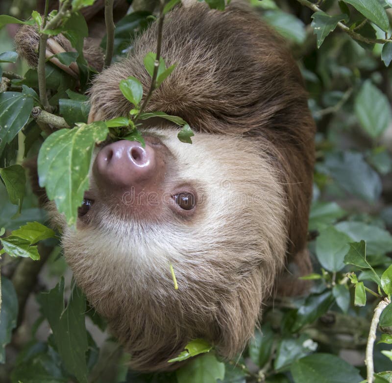 Two-toed sloth stock image. Image of rainforest, toed - 25419161