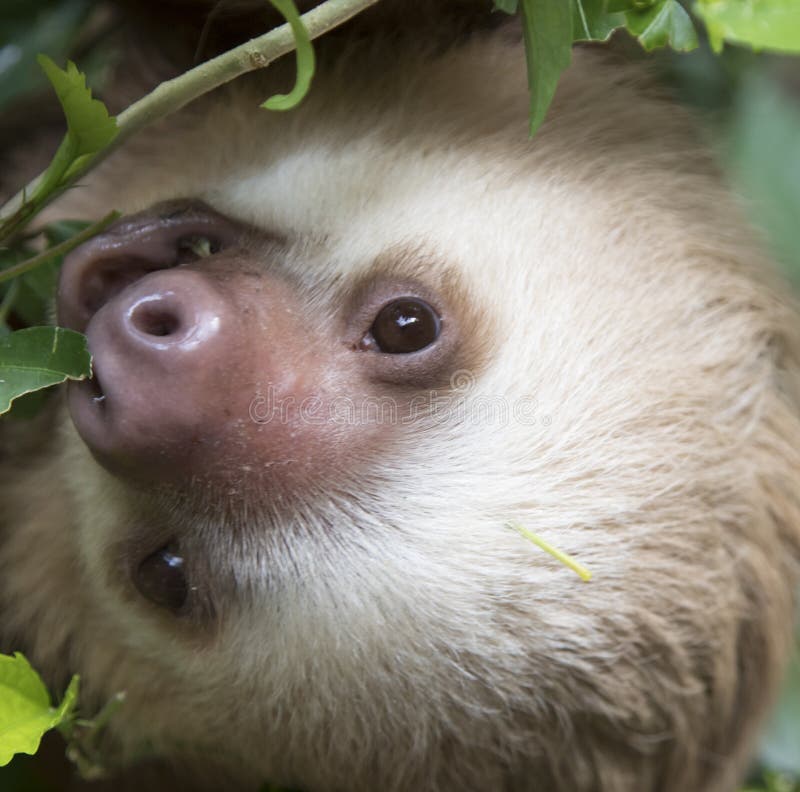 Two-toed sloth stock image. Image of rainforest, toed - 25419161