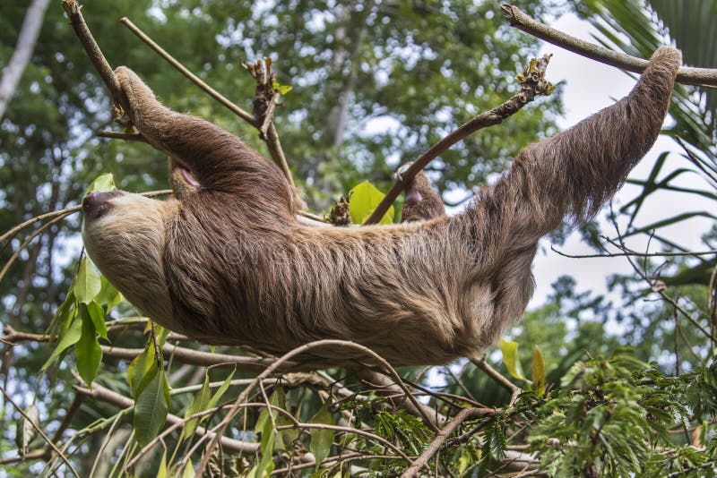 Two-toed sloth stock image. Image of rainforest, toed - 25419161