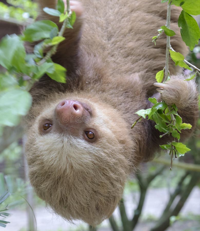 Two-toed sloth stock image. Image of rainforest, toed - 25419161
