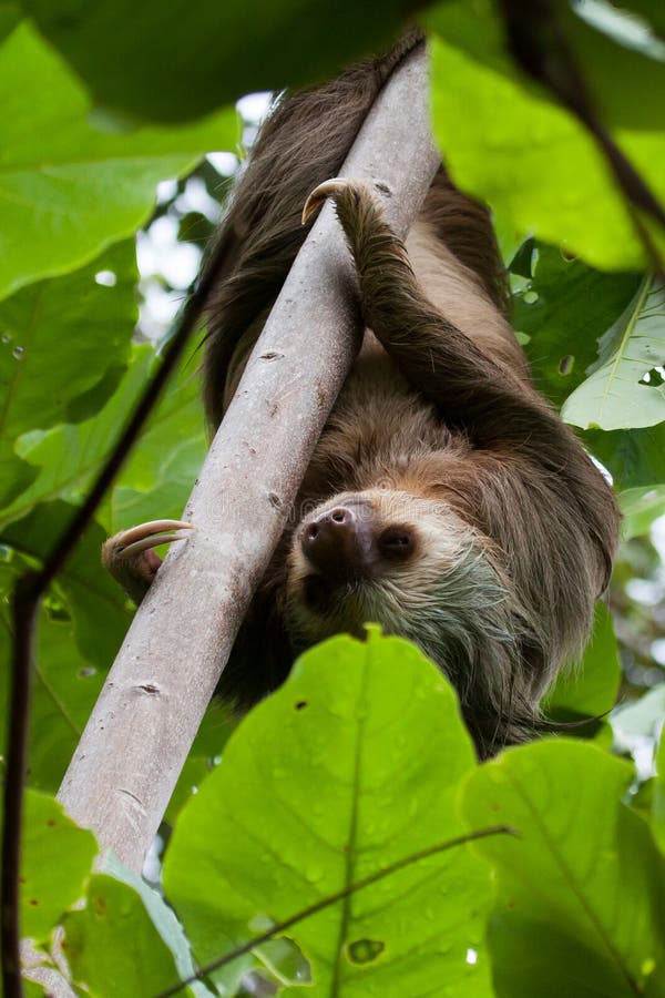 Two-toed sloth stock image. Image of slow, wildlife, toed - 58290505