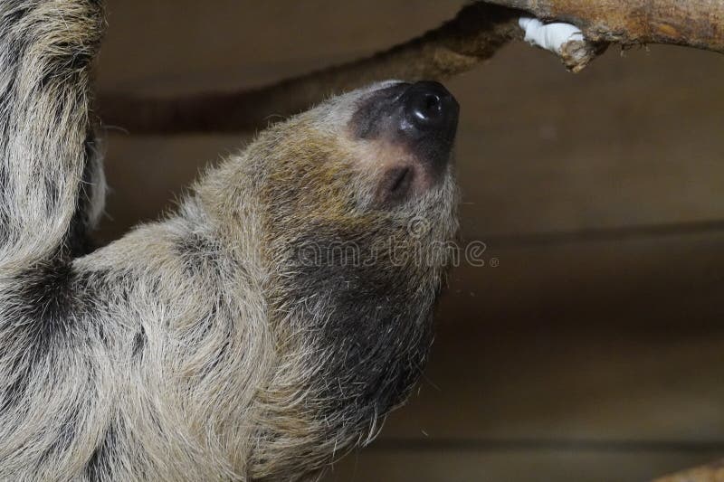 Two toed sloth looking out stock image. Image of mylodontoidea - 273367643