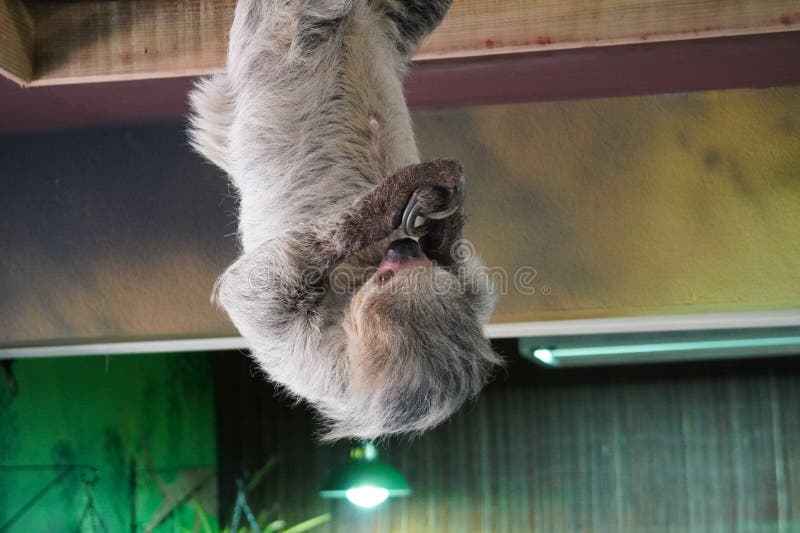 Two-toed sloth looking out stock photo. Image of choloepodidae - 294055872