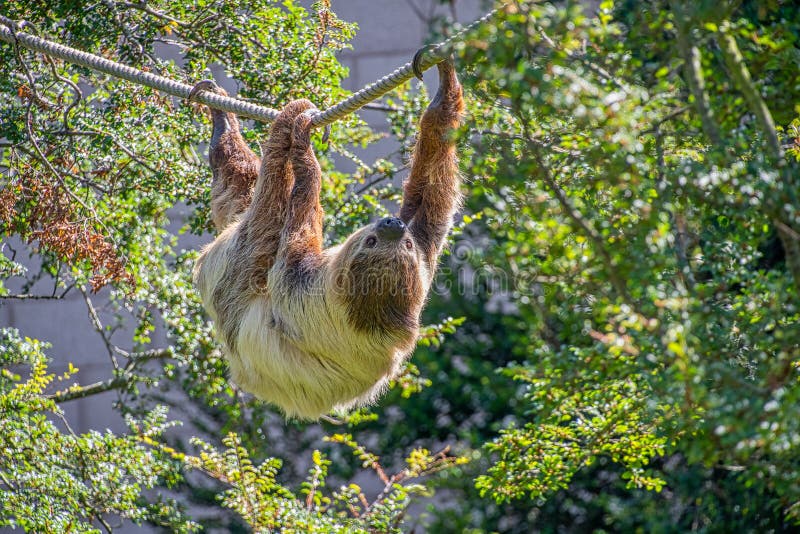 Two Toed Sloth Crawling Stock Photos - Free & Royalty-Free Stock Photos ...