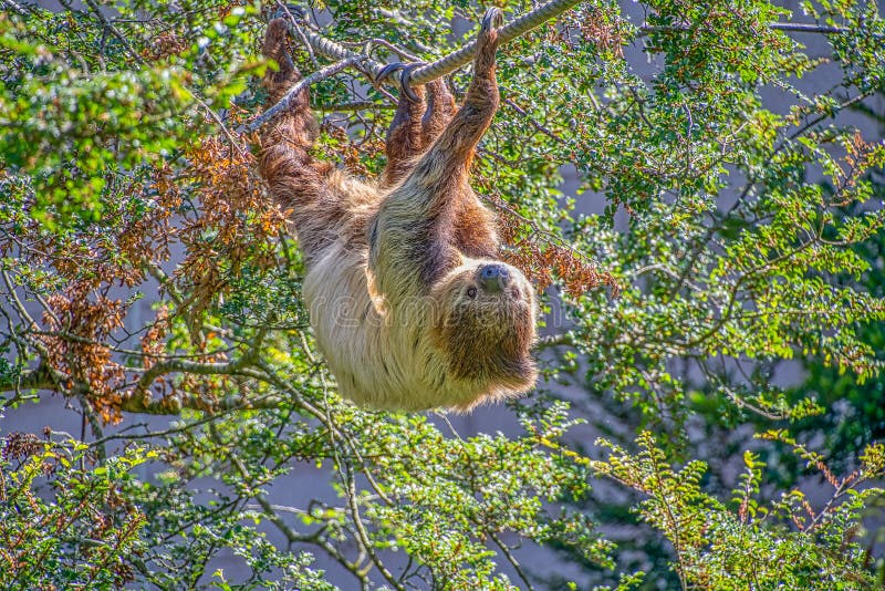 Two Toed Sloth Crawling Stock Photos - Free & Royalty-Free Stock Photos ...