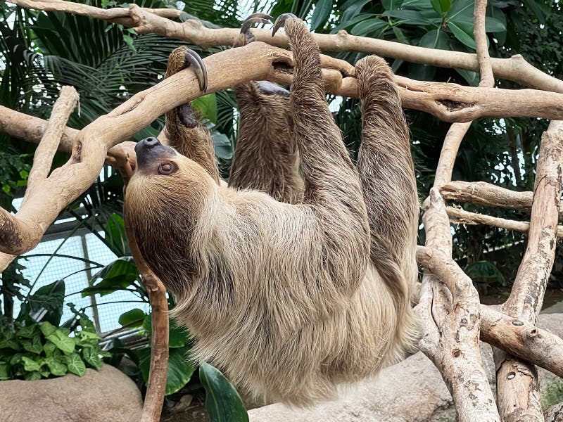 Two-toed sloth stock photo stock image. Image of lazy - 230731703