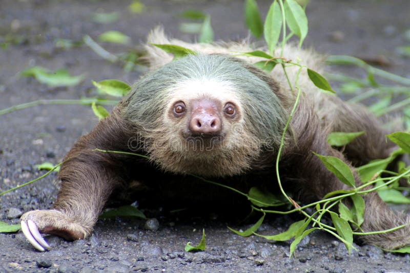 Two-toed sloth with vine stock image. Image of costa - 19933851