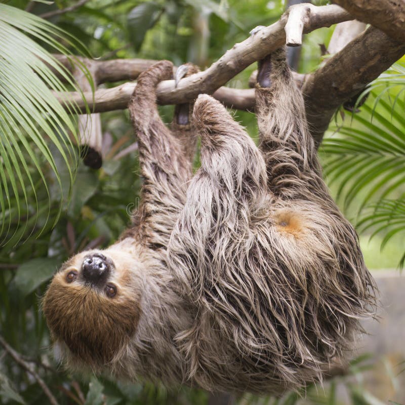 Two-toed sloth stock image. Image of sloth, central, hoffmanni - 75486069