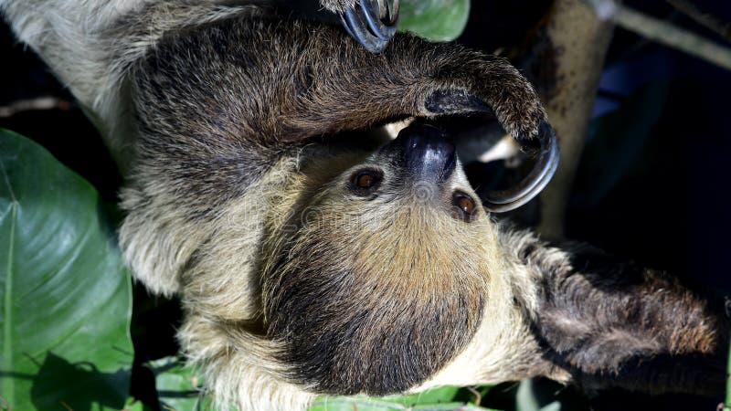 Two-toed sloths stock photo. Image of naughty, sloths - 61726356