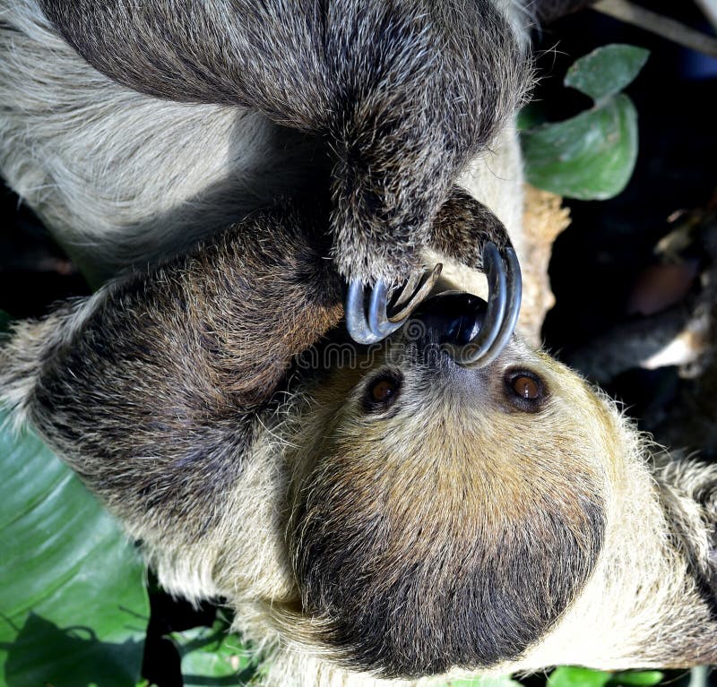 Two-toed sloths stock photo. Image of wild, close, animals - 61726610