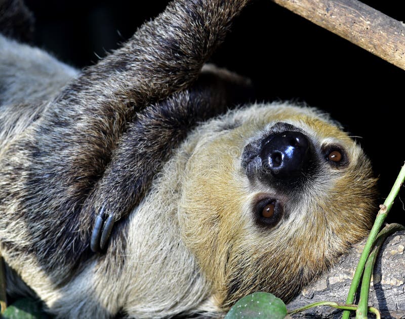 Two-toed sloths stock photo. Image of eyes, close, wild - 61726510