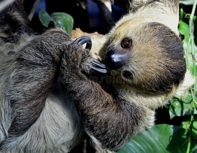 Two-toed sloths stock image. Image of eyes, animals, amusement - 61726585