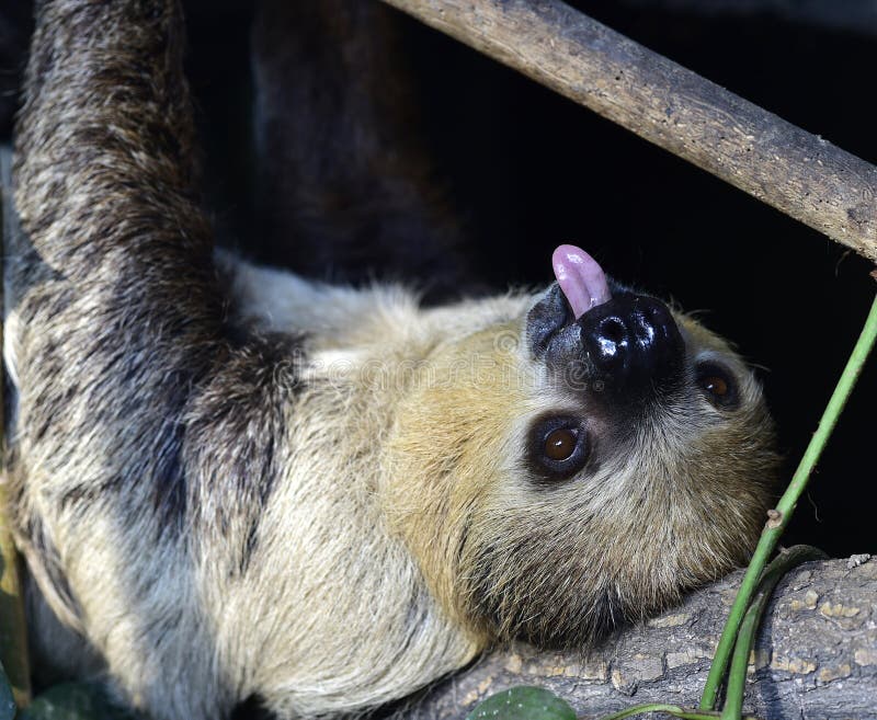 Sloth from French Guyana stock photo. Image of tropical - 154290768