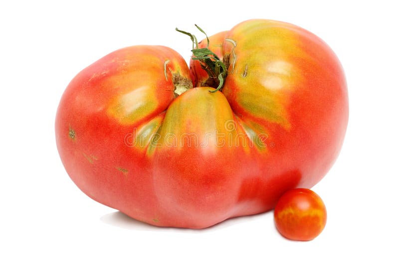 Two tomatoes stock photo. Image of chery, healthy, gourmet - 20537970