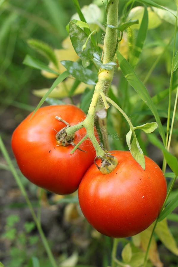 Two Tomatoes stock photo. Image of ripe, fresh, tomato - 21520736