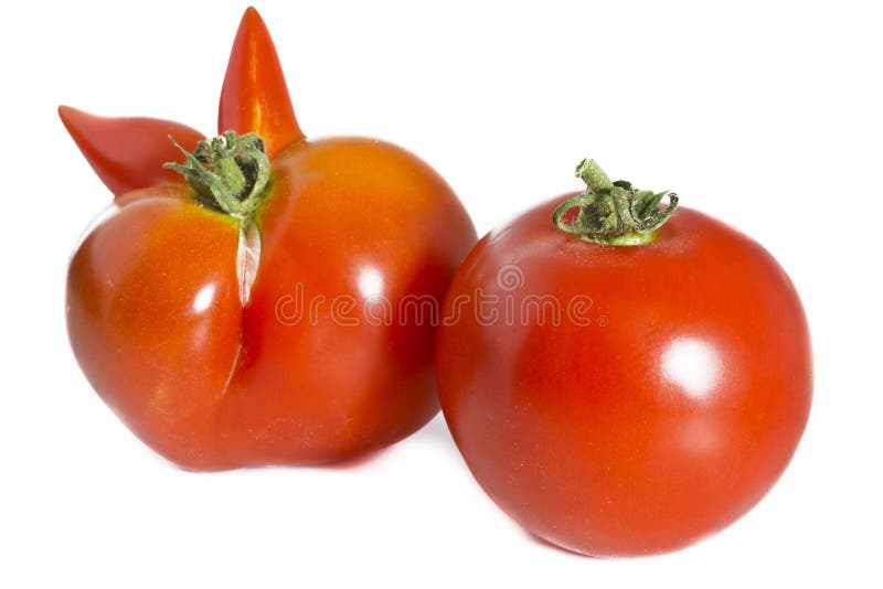 Two tomatoes stock photo. Image of vitamin, nature, cherry - 46097614