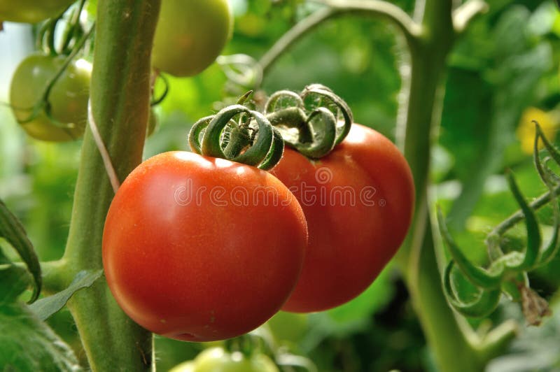 Two tomatoes stock image. Image of crop, juicy, ripe - 30673705