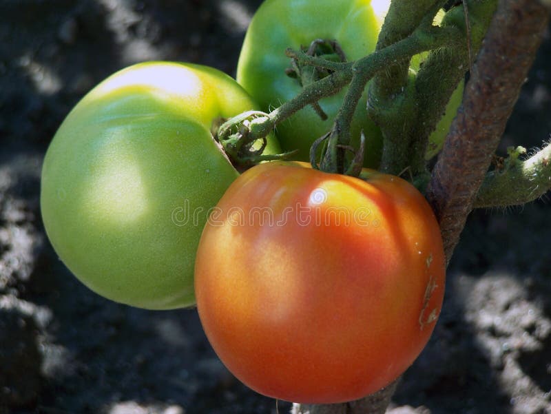 Two tomatoes stock photo. Image of fresh, tomato, garden - 32977662