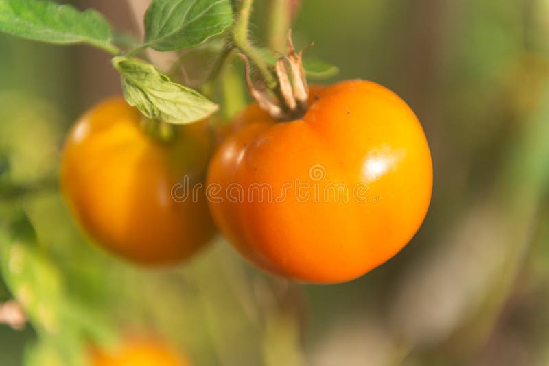 Two tomatoes stock image. Image of autumn, tomatoes - 159292007