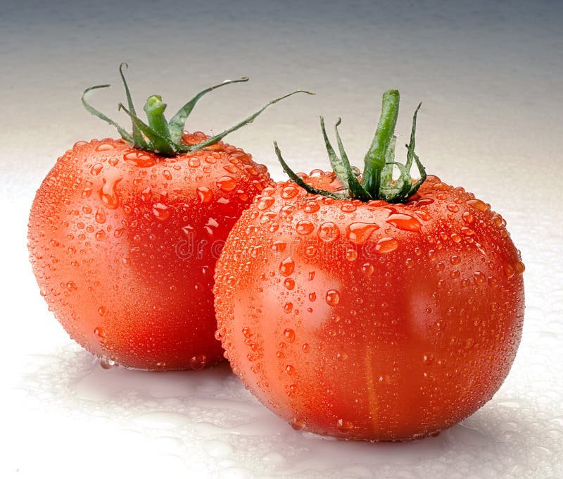 Tomatoes with Water Droplets Placed on a White Background Stock Image ...