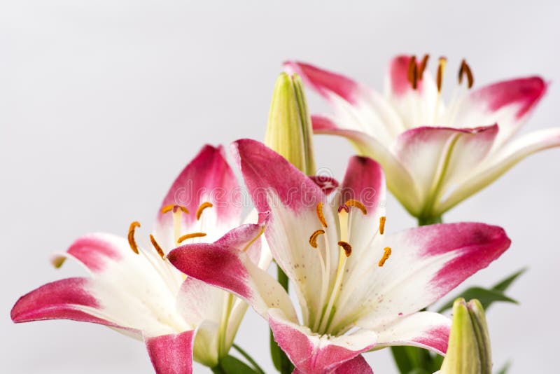 Two tone asian lily stock image. Image of botanical, stem - 66688069