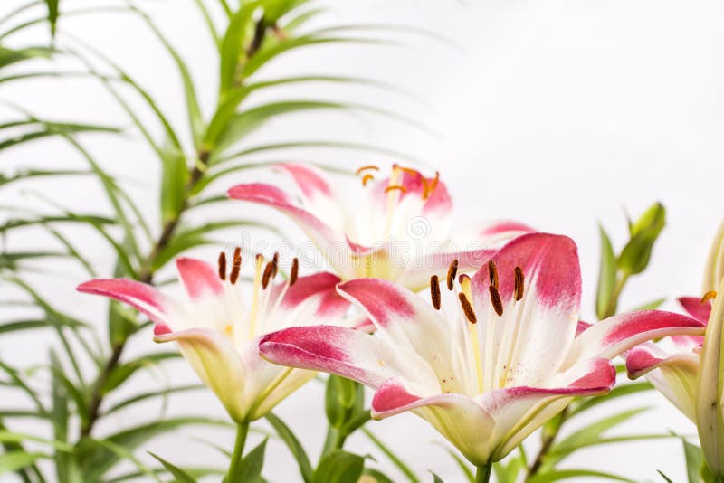 Two tone asian lily stock image. Image of botanical, stem - 66688069